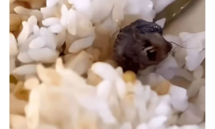 Rat on rice | Ethics Alarms